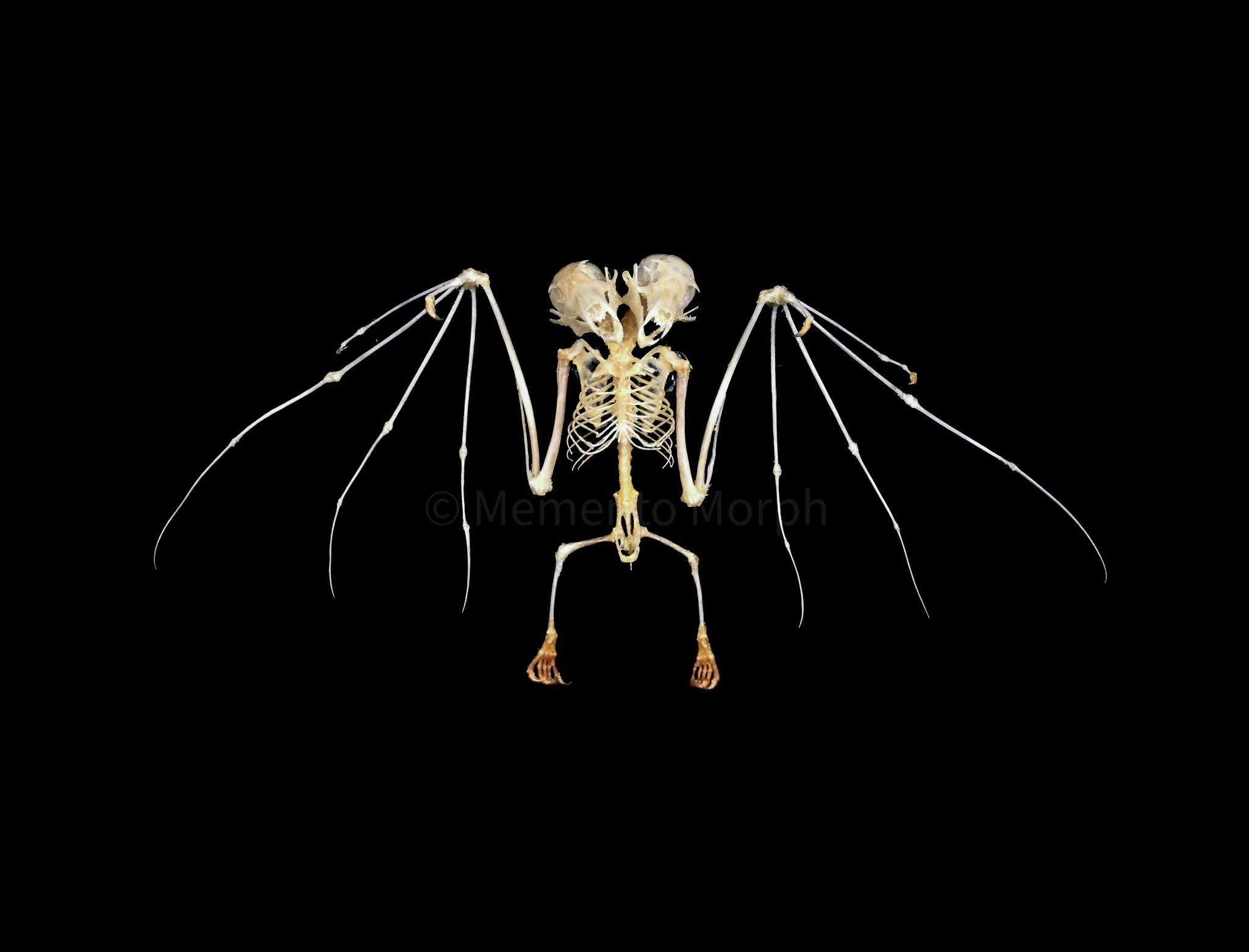 Macroglossus Minimus Skeleton (Preserved) – Memento Morph